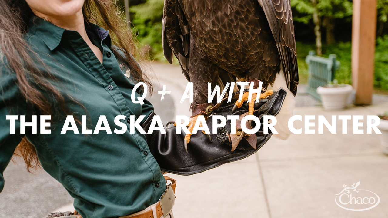 Q+A with the Alaska Raptor Center (ARC) – Chaco Guidebook